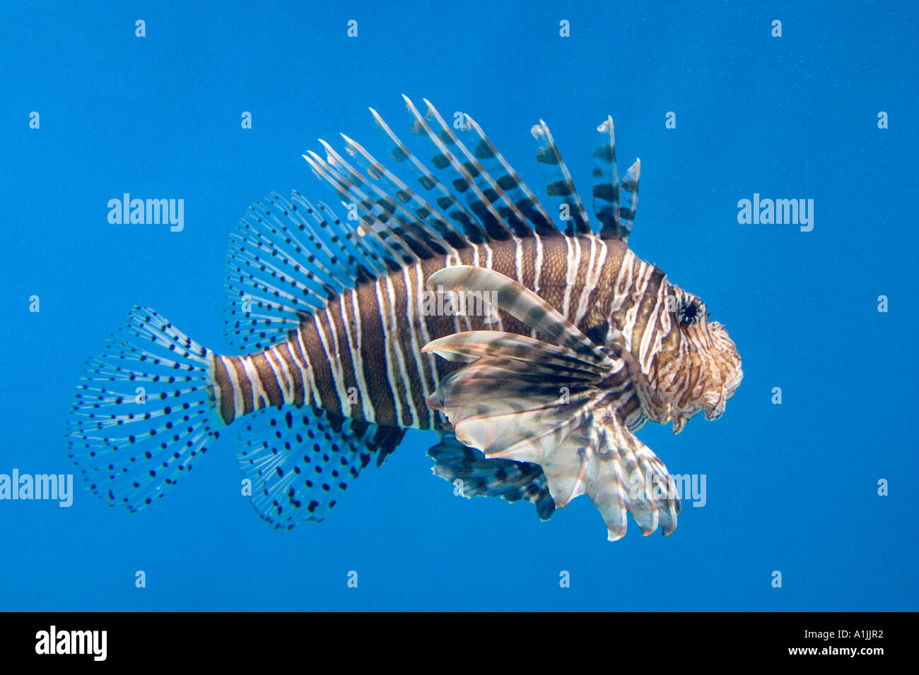 Turkeyfish against solid blue background Stock Photo - Alamy