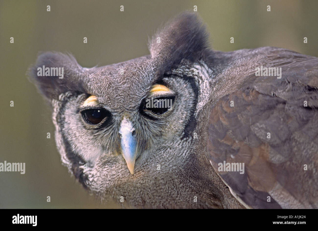 Milky Eagle Owl Bubo Lacteus Stock Photo - Alamy