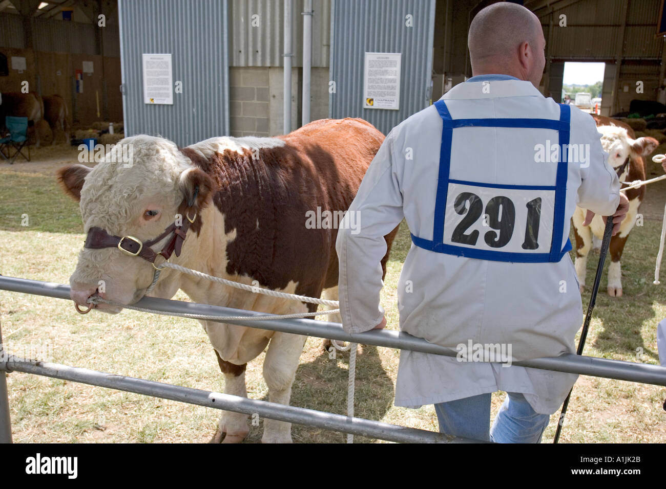Farmer with Bull at Agricultural Show Norfolk UK Stock Photo - Alamy