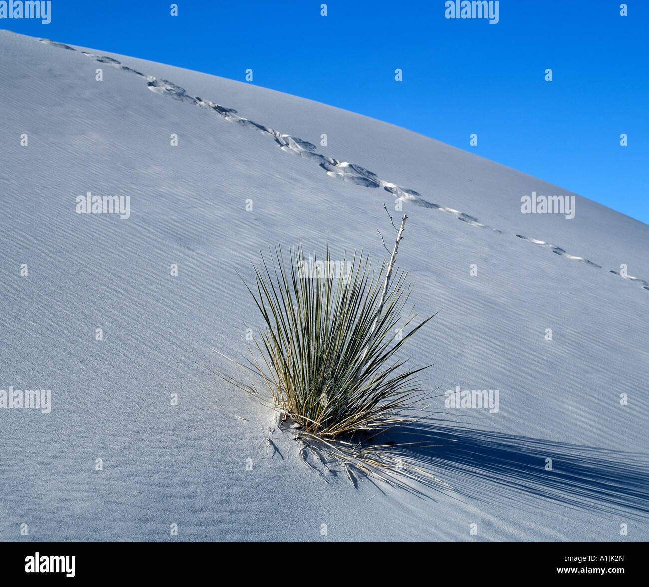 Yucca plant in the horizon hi-res stock photography and images - Alamy