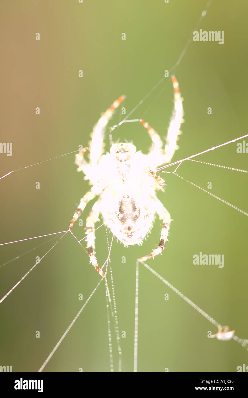 Graphic of Garden Spider UK Stock Photo - Alamy