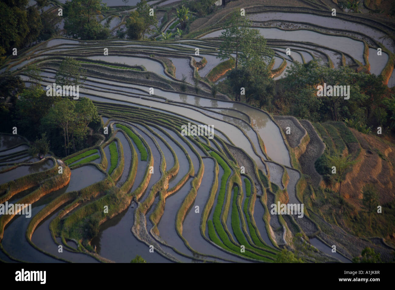 Chinese rice terraces Stock Photo - Alamy