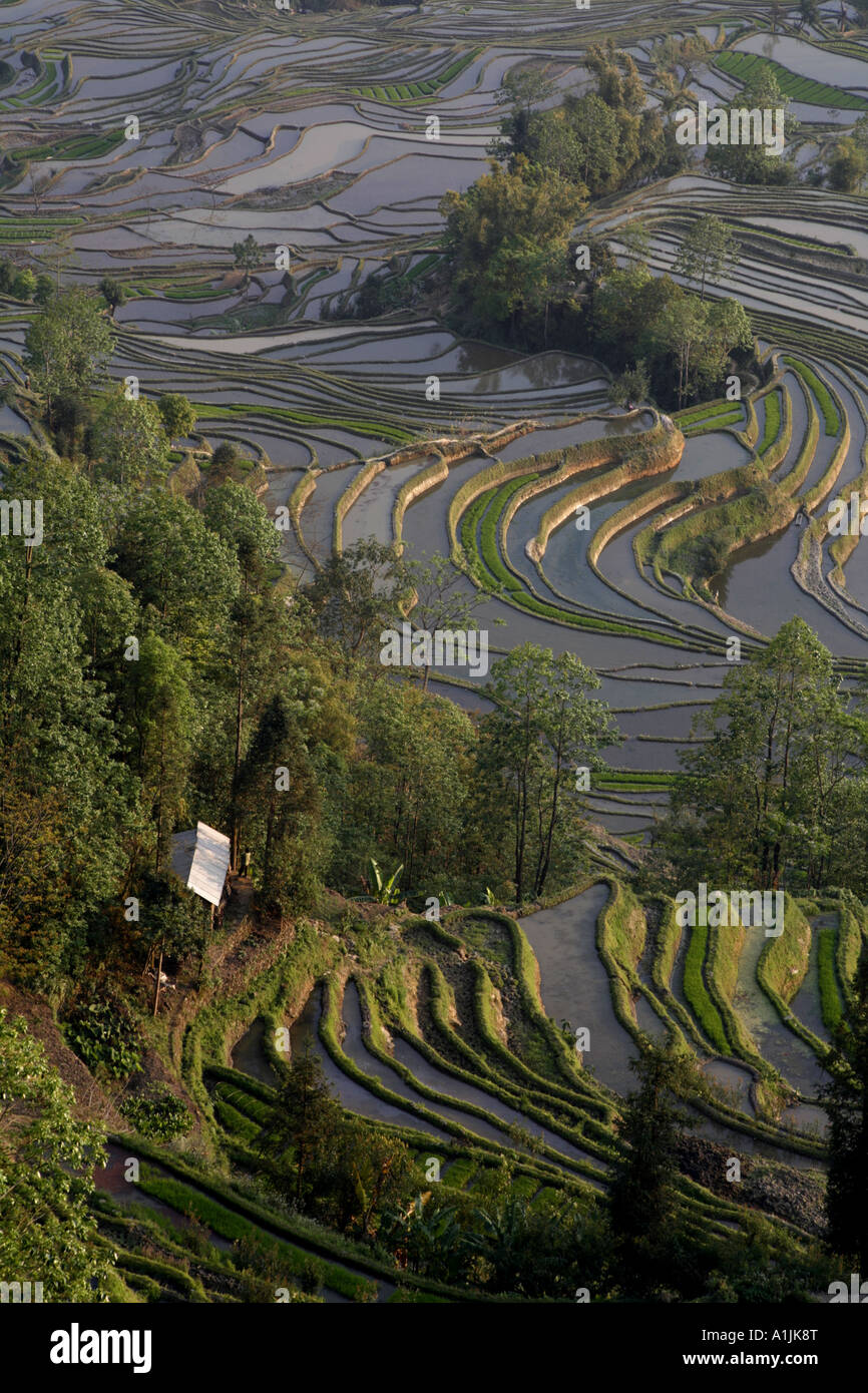 Chinese rice terraces Stock Photo - Alamy