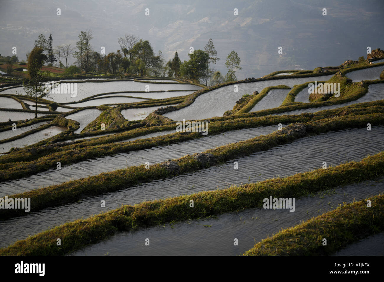 Yuangyang Rice Terraces Stock Photo - Alamy