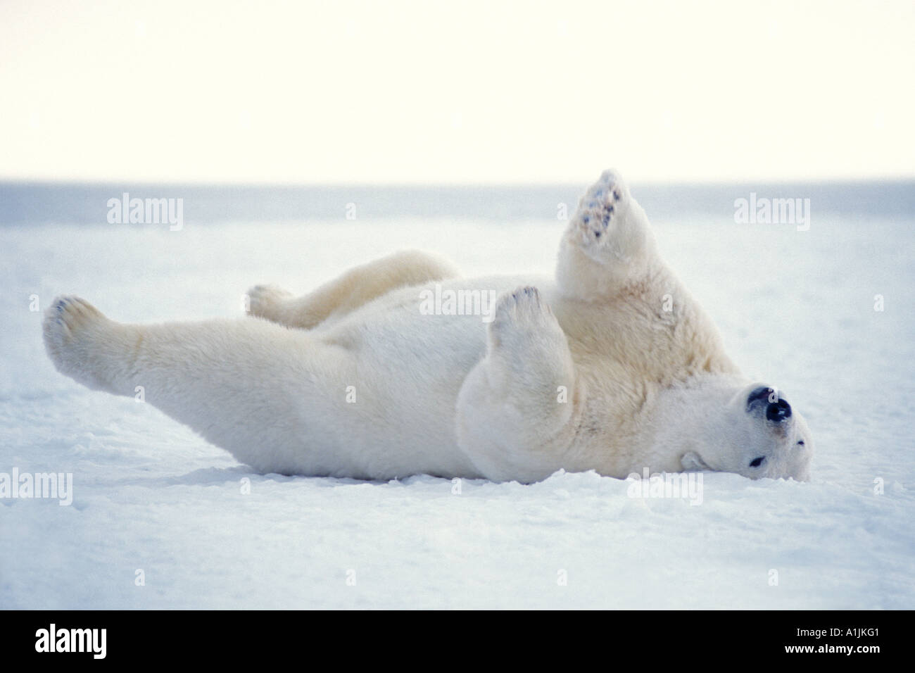 polar bear Ursus maritimus rolling around on the pack ice 1002 area of ...