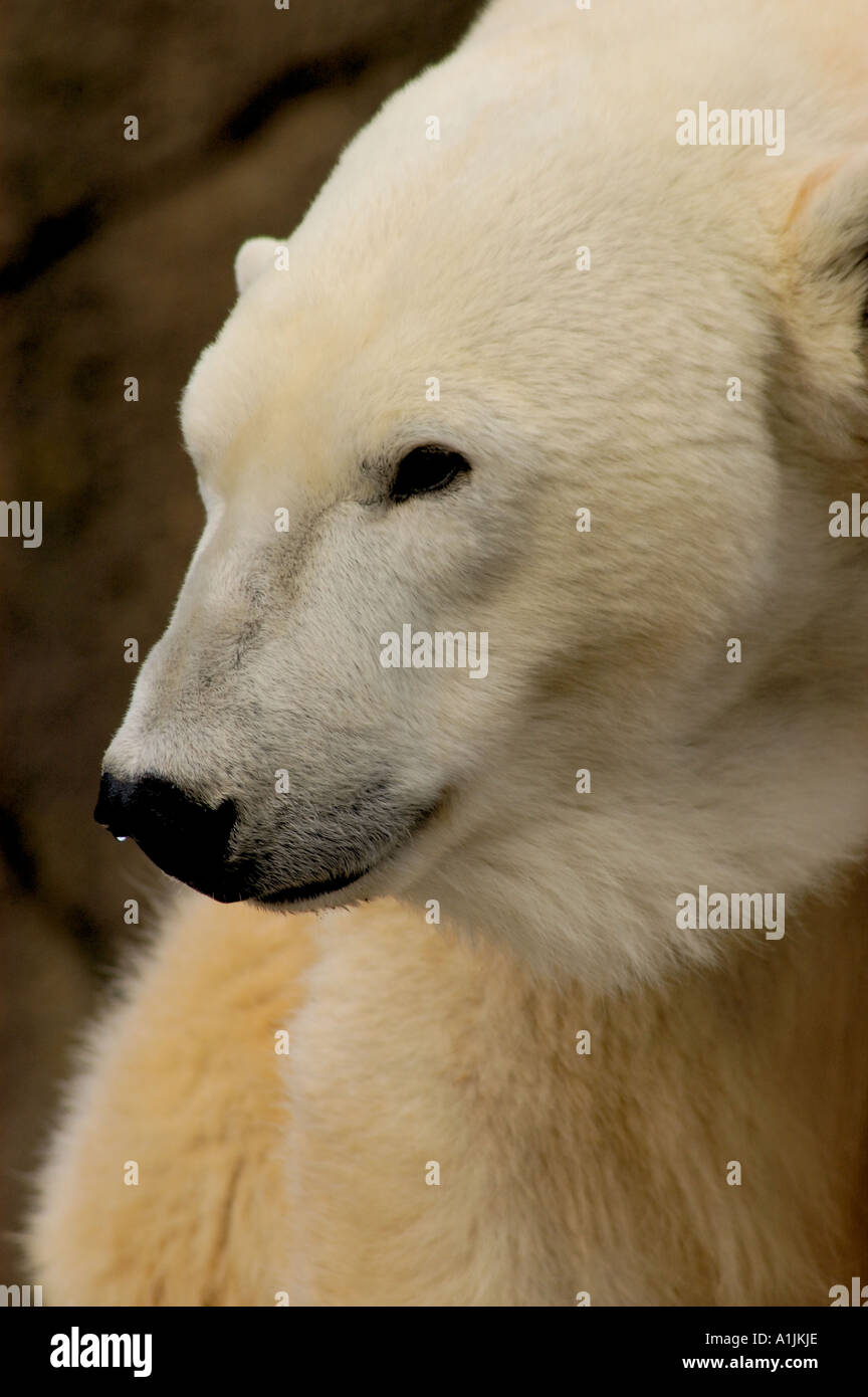 polar bear faces extinction due to shrinking arctic ice caps Stock ...