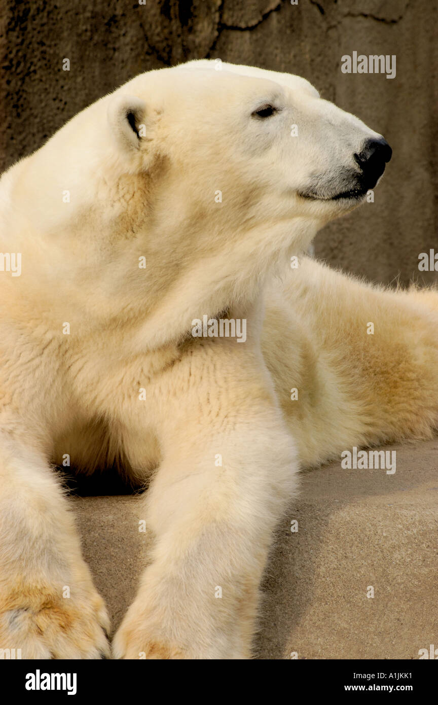 polar bear faces extinction due to global warming and melting arctic ...