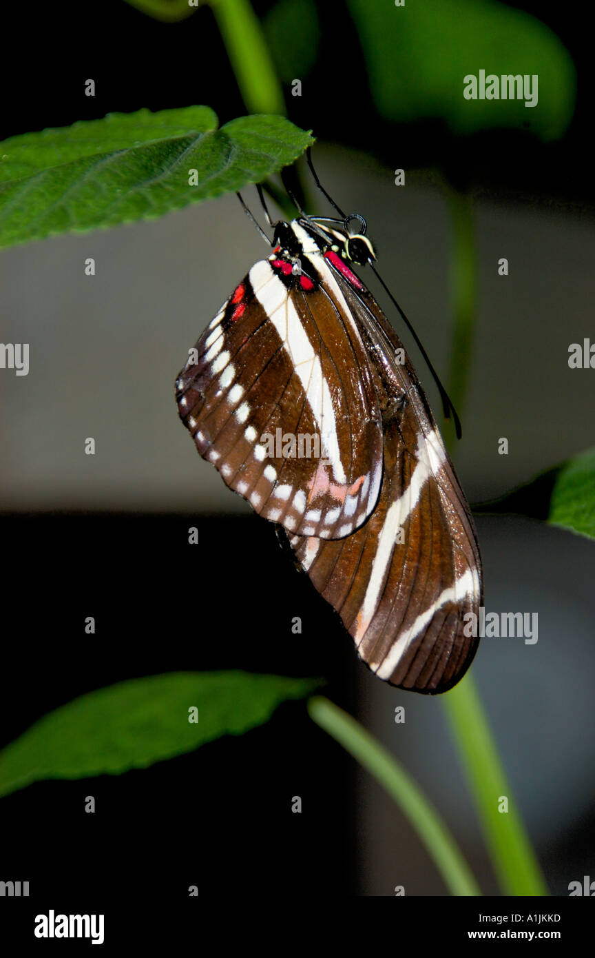 Zebra Longwing butterfly from Costa Rica Stock Photo - Alamy