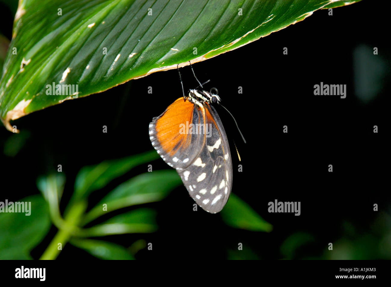 Butterfly under a leaf hi-res stock photography and images - Alamy