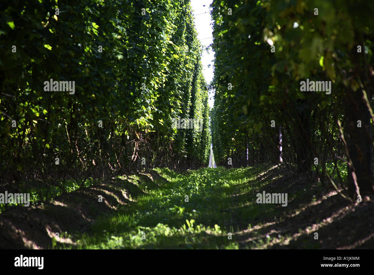 Hops fields hi-res stock photography and images - Alamy