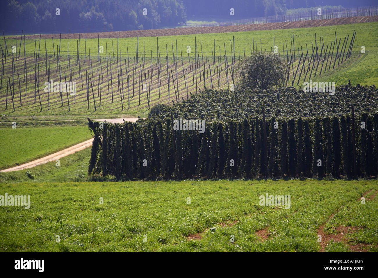Green fields hops hi-res stock photography and images - Alamy
