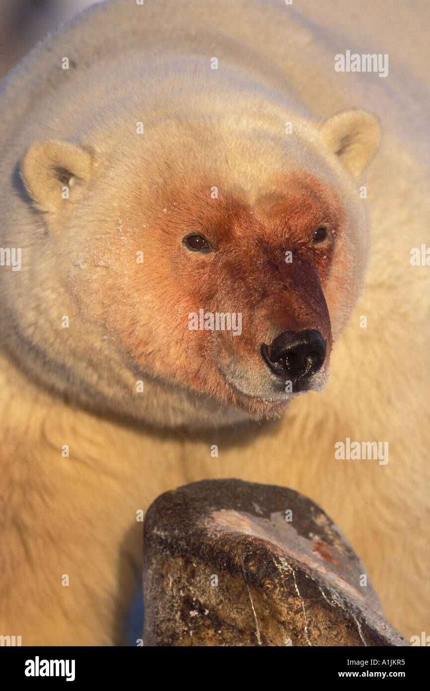 polar bear Ursus maritimus scavenging on bowhead whale bones Balaena ...