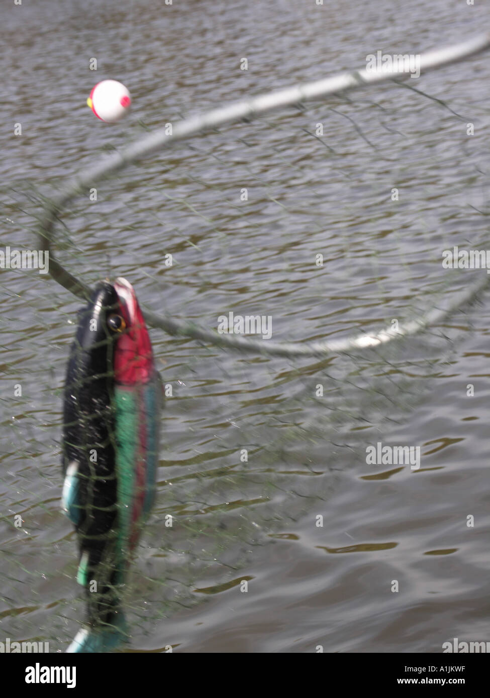 Rubber fish hi-res stock photography and images - Alamy