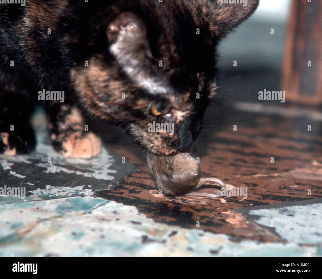 Cat catches mice hi-res stock photography and images - Alamy