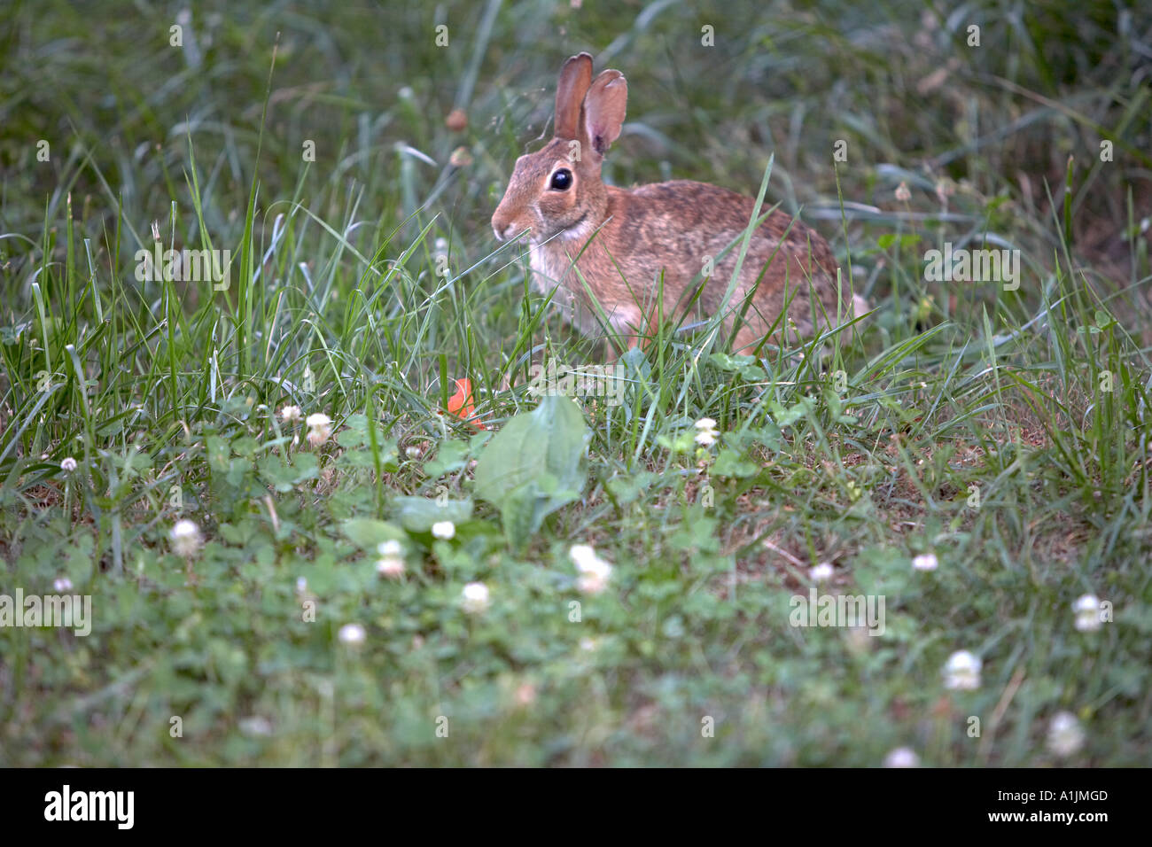 Rabit eating grass hi-res stock photography and images - Alamy