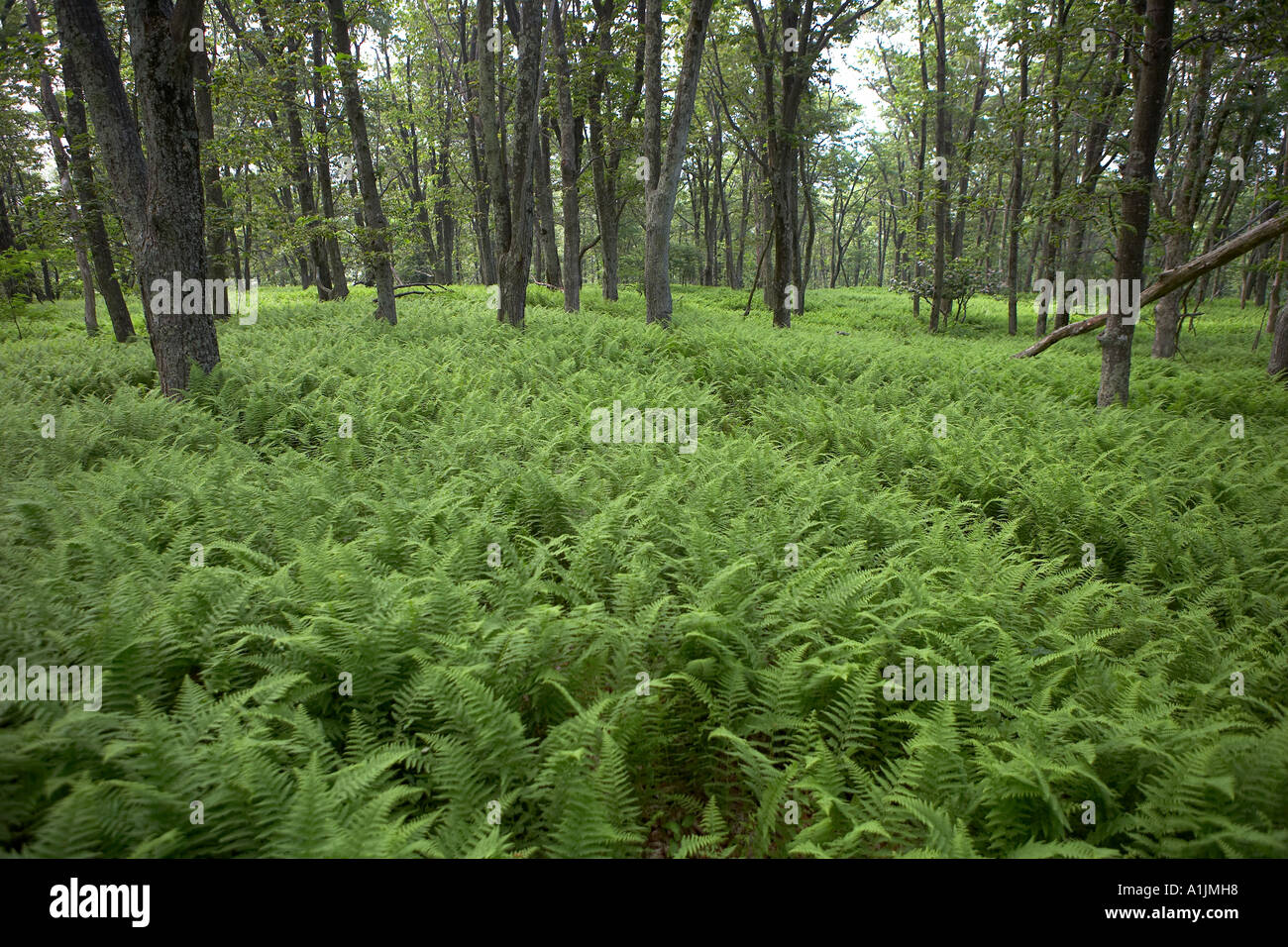 Ferns dominate the understorey in Shenandoah National Park Virginia USA ...