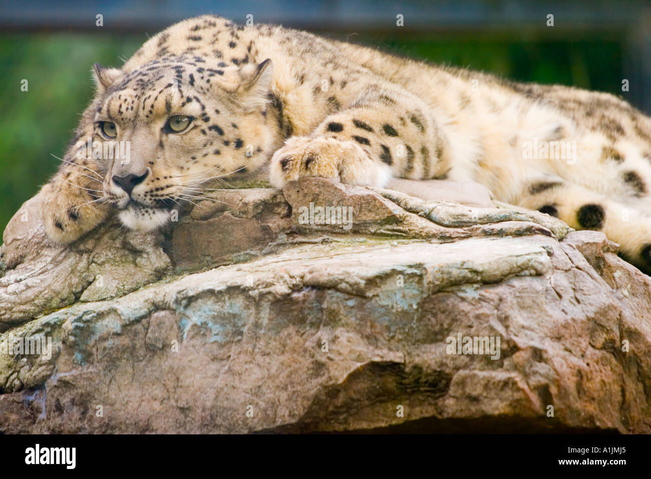 Snow leopard on a tree hi-res stock photography and images - Alamy