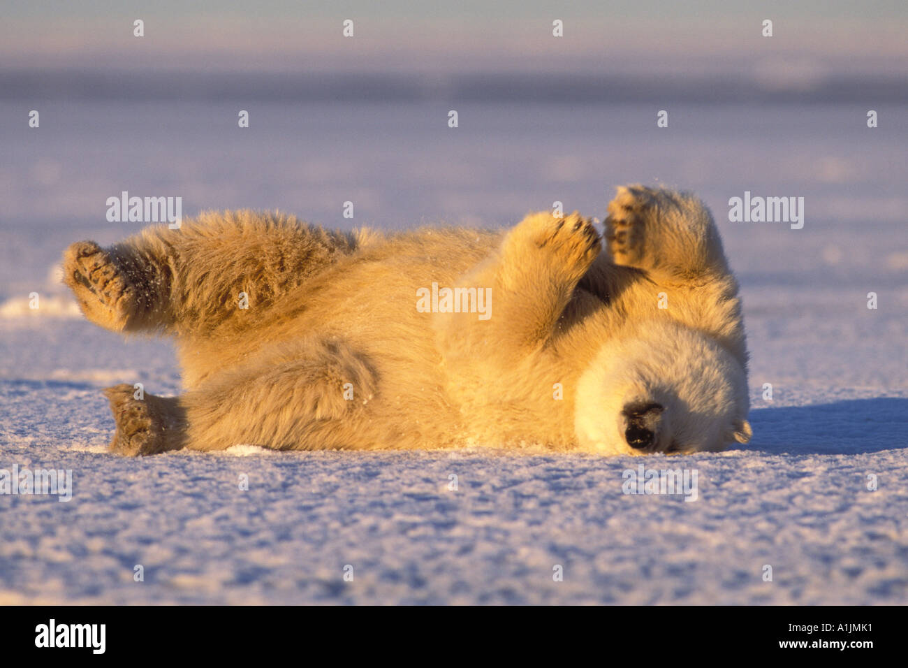 polar bear Ursus maritimus rolling around on the pack ice 1002 area of ...