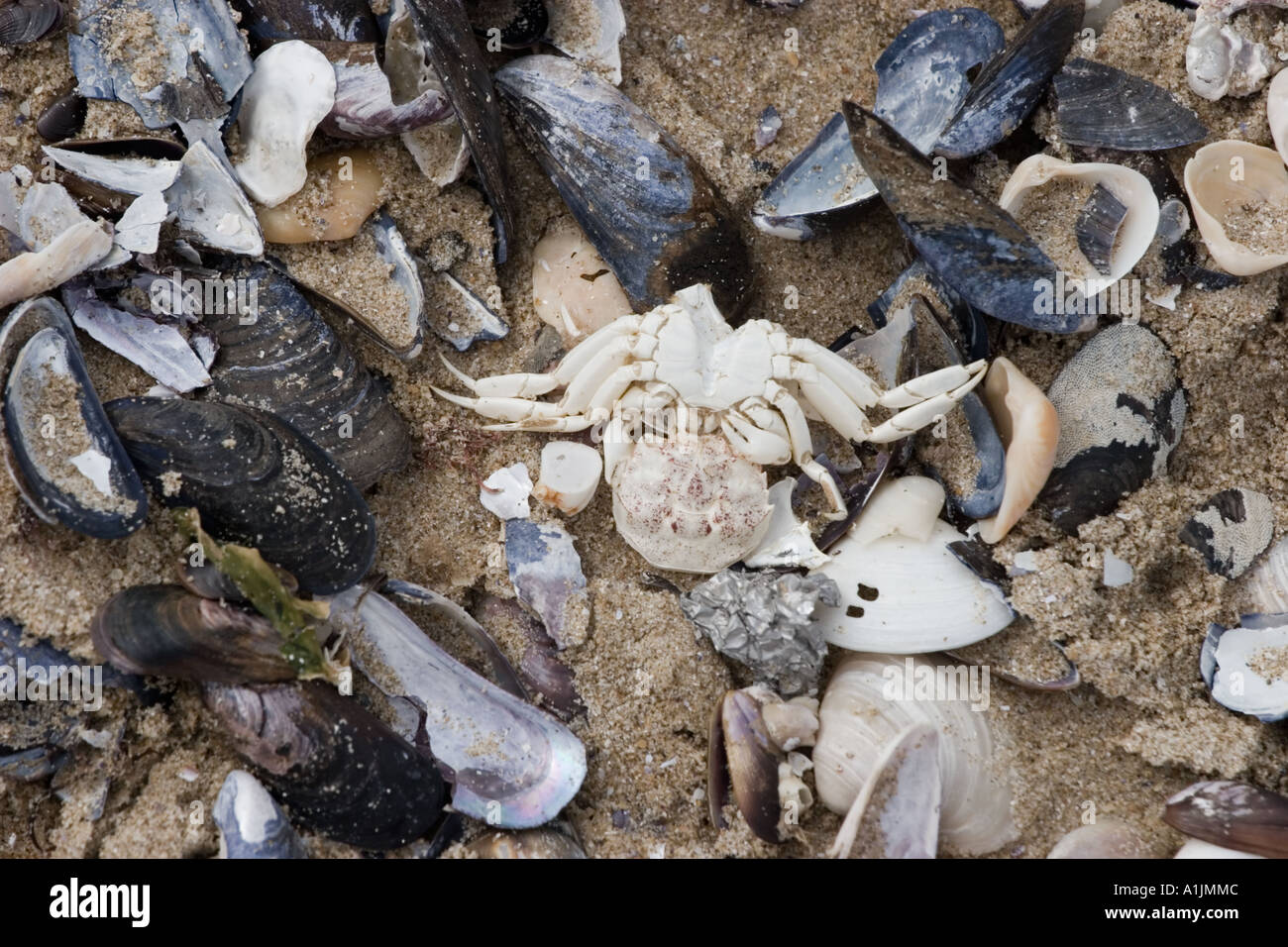 Crab and shell detritus Stock Photo - Alamy