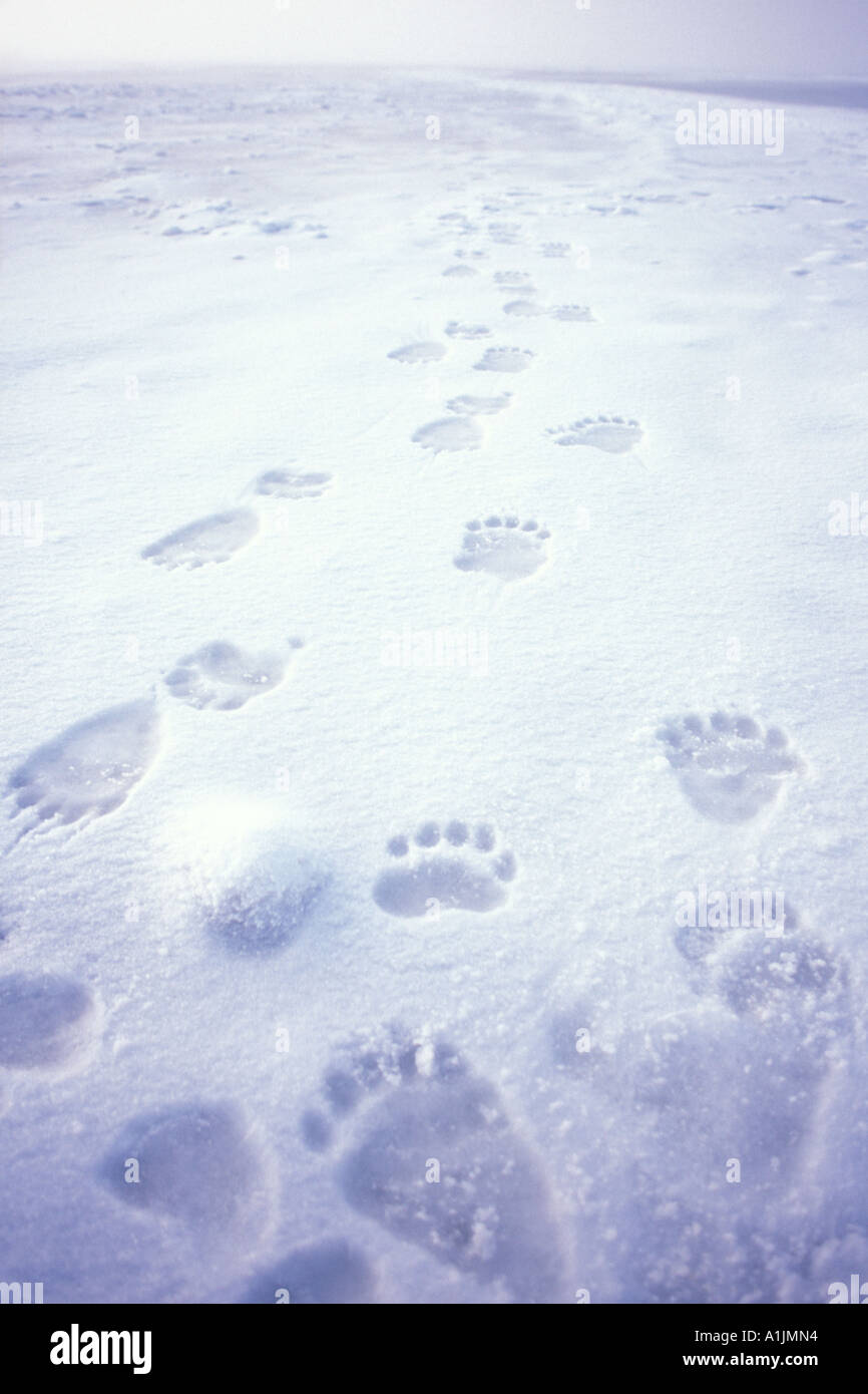 polar bear Ursus maritimus footprints on the pack ice of the frozen ...
