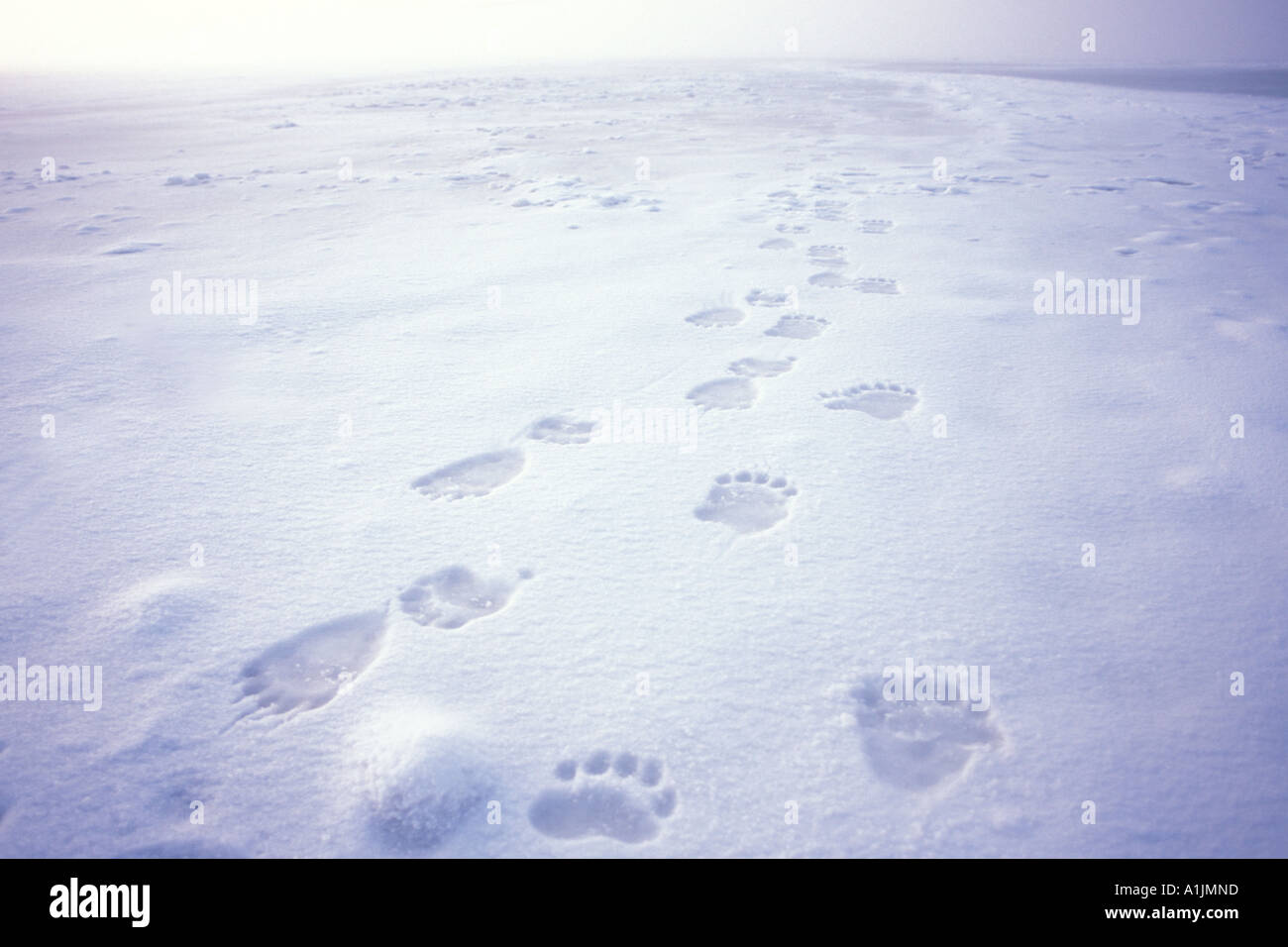 polar bear Ursus maritimus footprints on the pack ice of the frozen ...