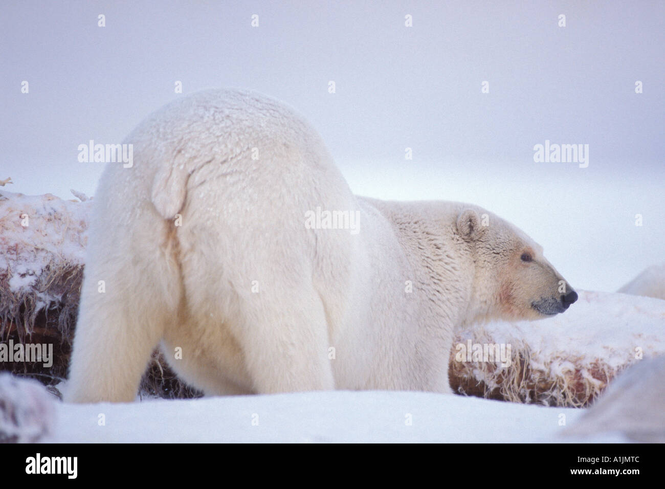 polar bear Ursus maritimus scavenging on bowhead whale bones Balaena ...