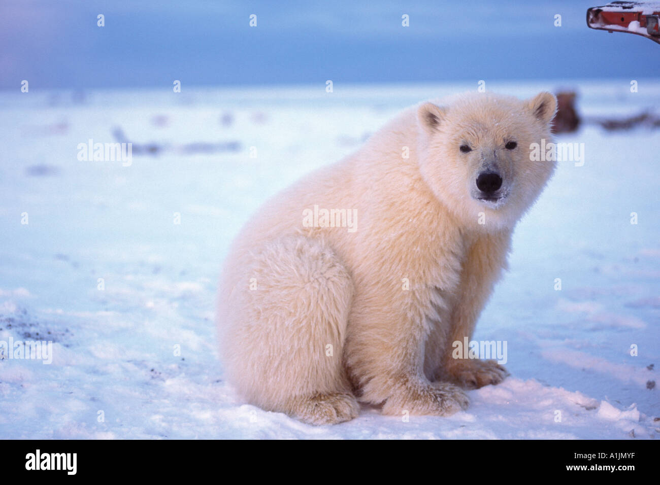 polar bear Ursus maritimus curious cub on the pack ice 1002 area of the ...