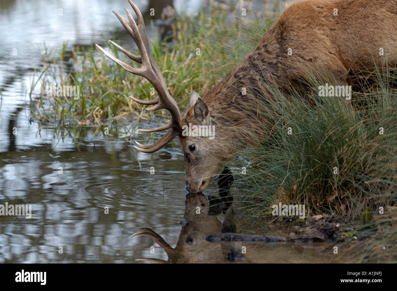 Deer drinking stream hi-res stock photography and images - Alamy