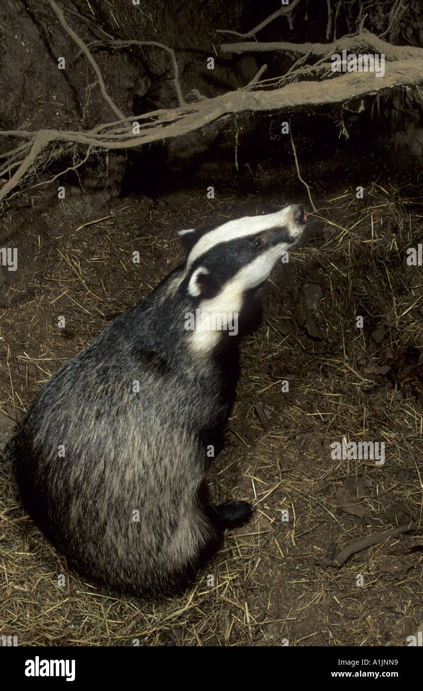European badger (Meles meles) in artificial underground sett, Captive ...