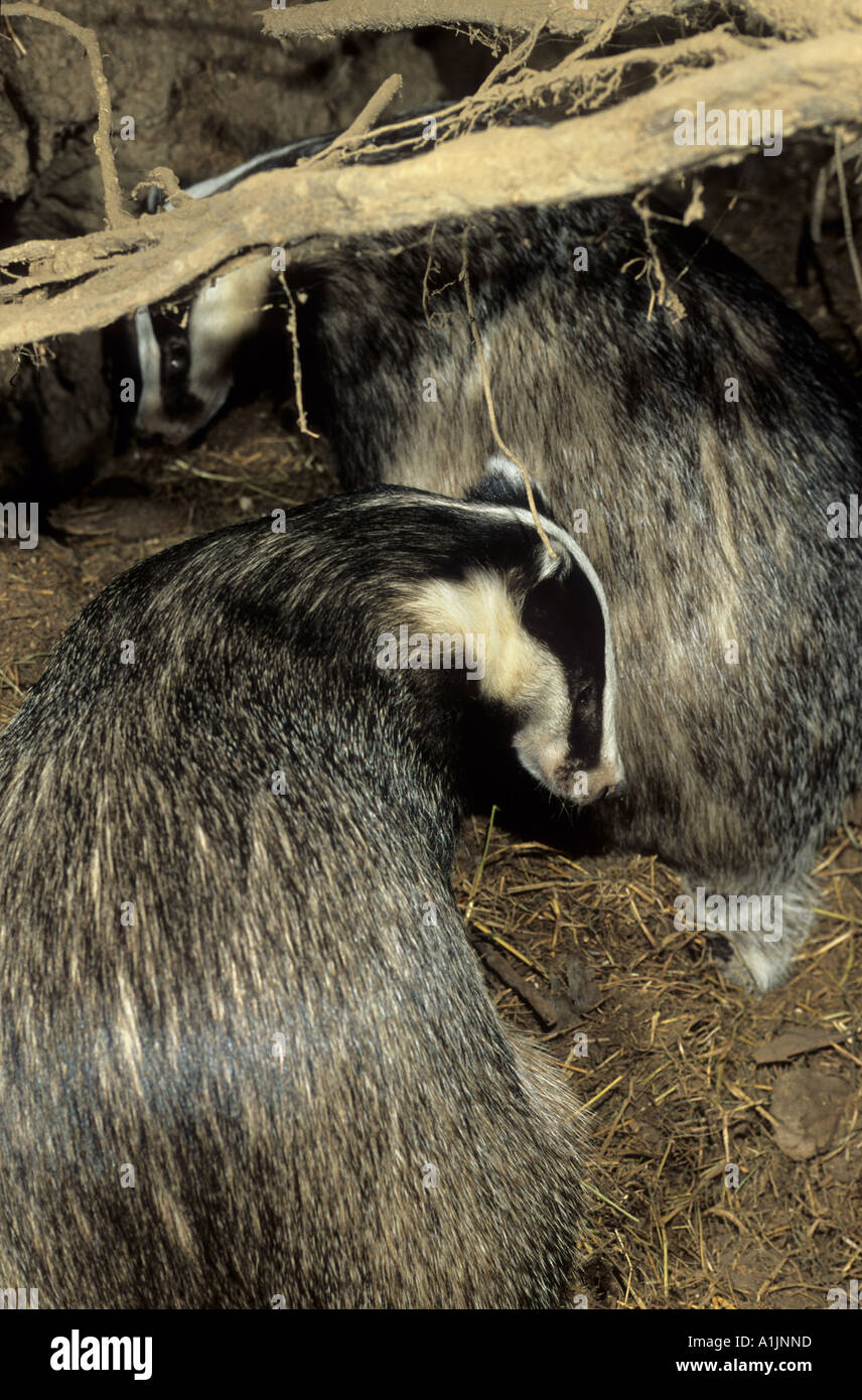 European badger (Meles meles) in artificial underground sett, Captive ...