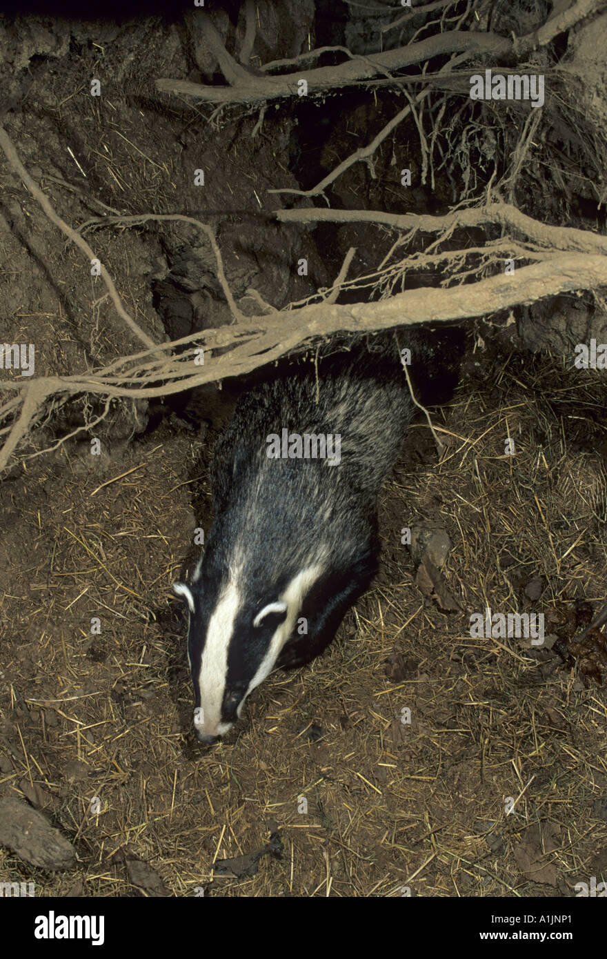European badger (Meles meles) in artificial underground sett, Captive ...