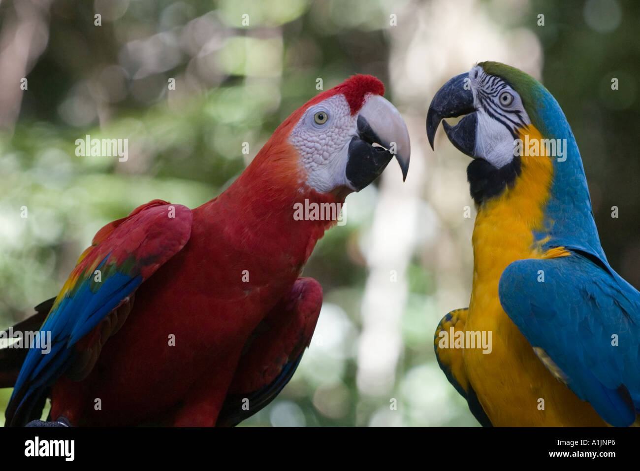 Macaws on branch hi-res stock photography and images - Alamy