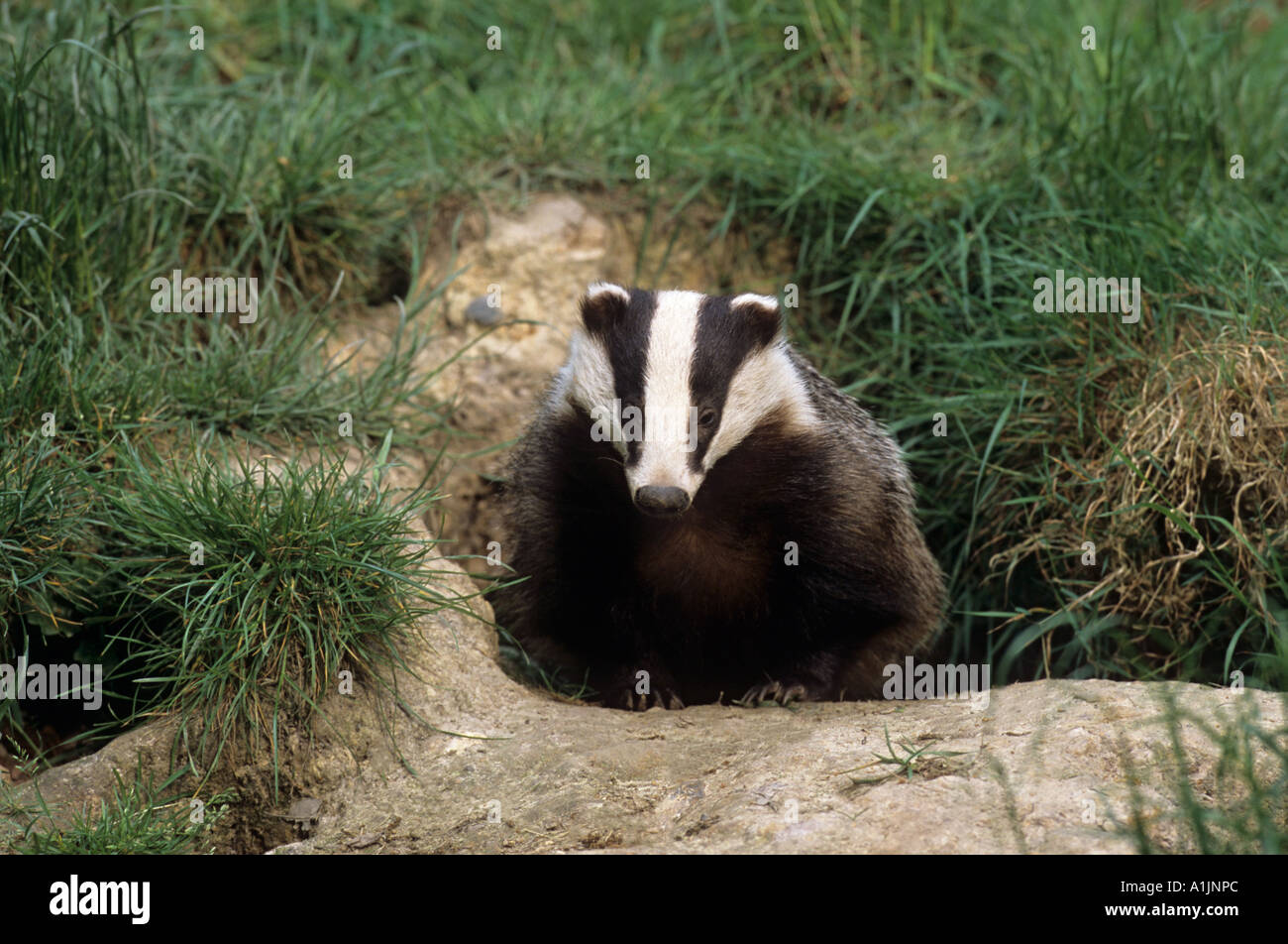 European badger (Meles meles), Captive, Wildwood Trust, Kent, UK Stock ...