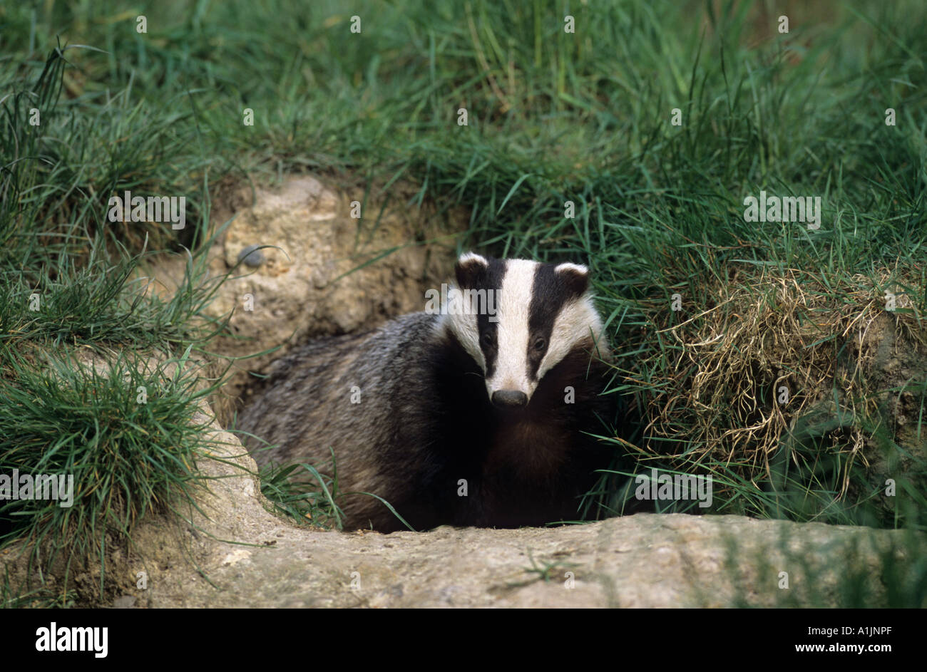 European badger (Meles meles), Captive, Wildwood Trust, Kent, UK Stock ...