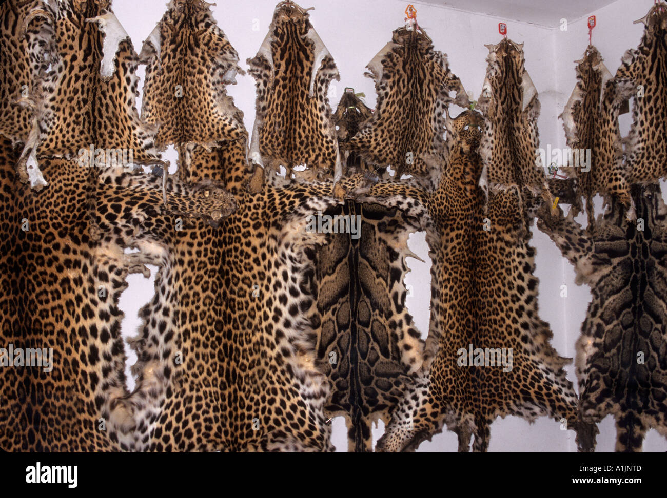 Leopard skins hi-res stock photography and images - Alamy