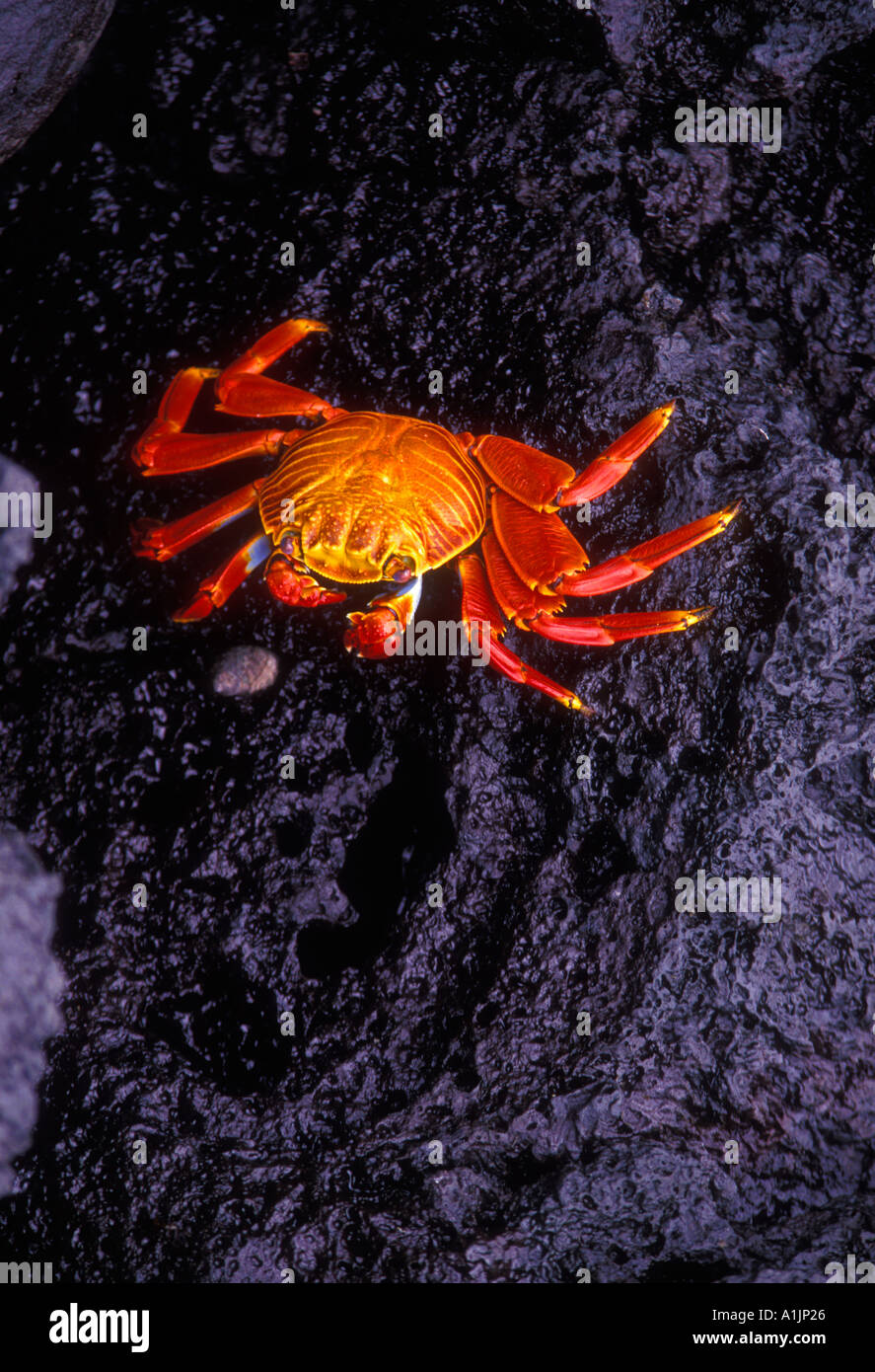 Sally Lightfoot crab, Grapsus grapsus, James Bay, James Island ...