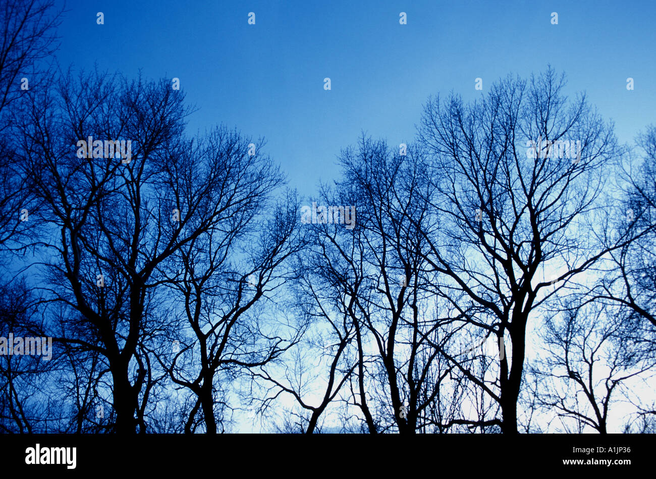 Dormant winter deciduous trees and winter sky Stock Photo - Alamy