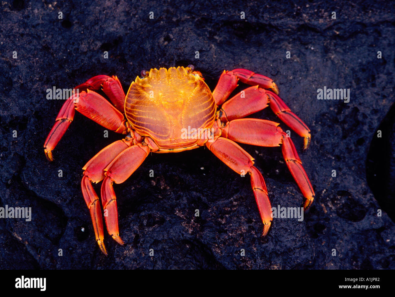 Sally Lightfoot crab, Grapsus grapsus, James Bay, James Island ...