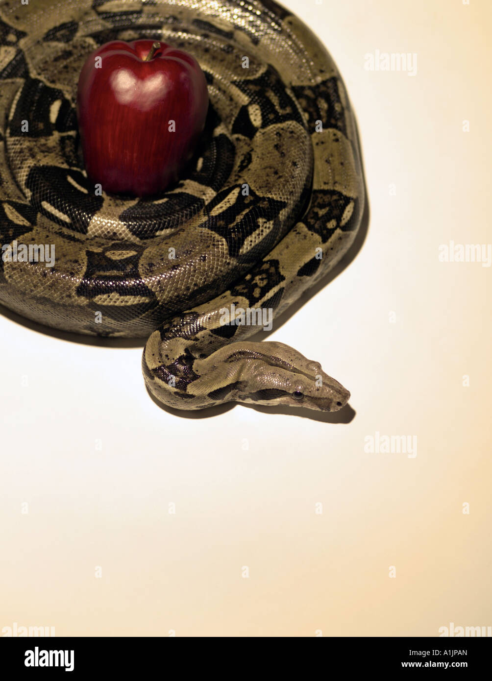 Forbidden fruit snake hi-res stock photography and images - Alamy