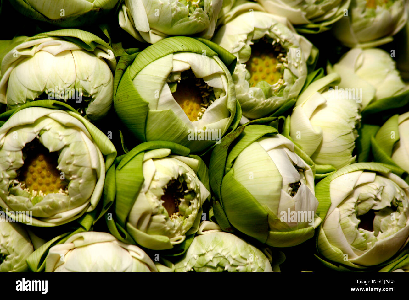 Young lotus flowers hi-res stock photography and images - Alamy