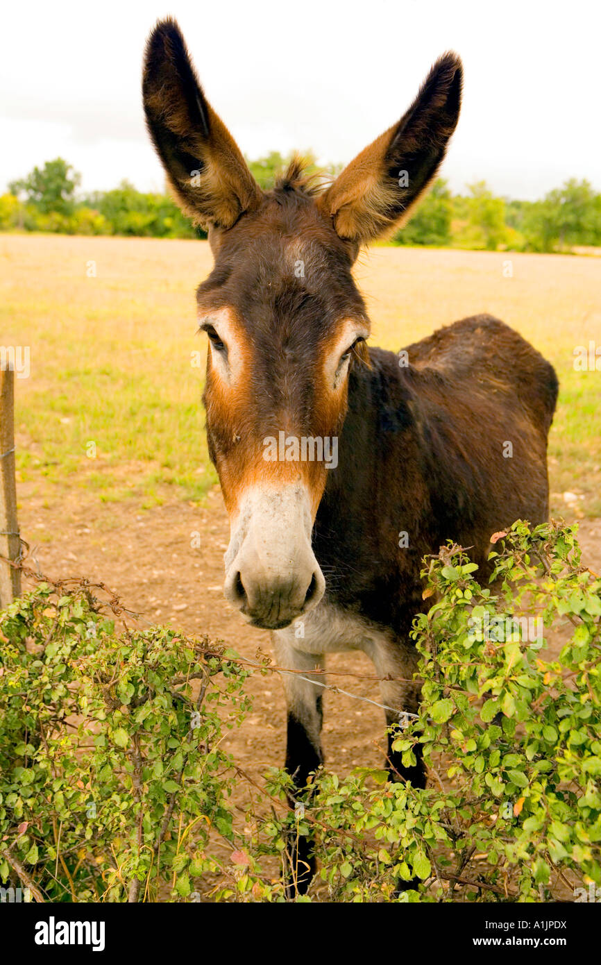 Sad-looking donkey in Médoc France Stock Photo - Alamy