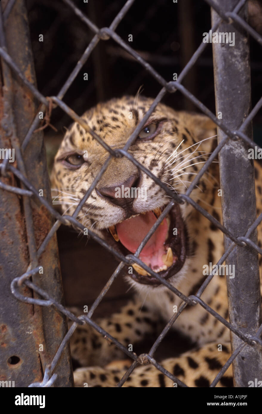 Panthera pardus delacouri of thailand hi-res stock photography and images - Alamy