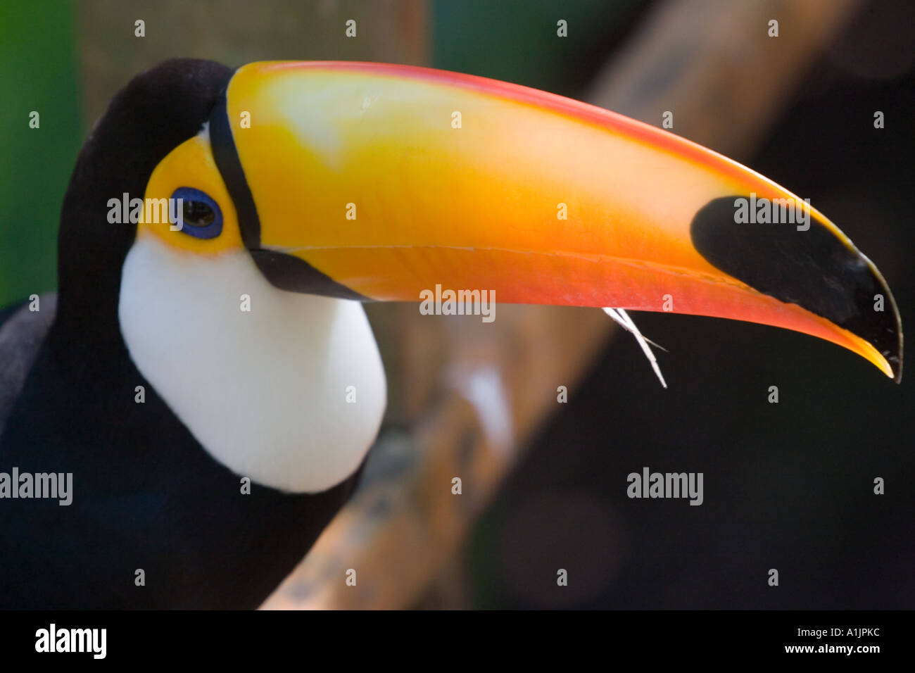 Toucan horizontal profile, from slightly above (Argentina 2005 Stock ...