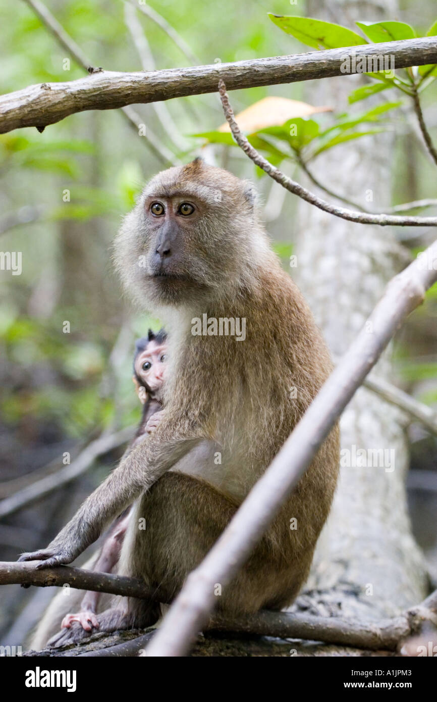 Long tailed Macaque mother and baby B (Krabi, Thailand 2005 Stock Photo ...