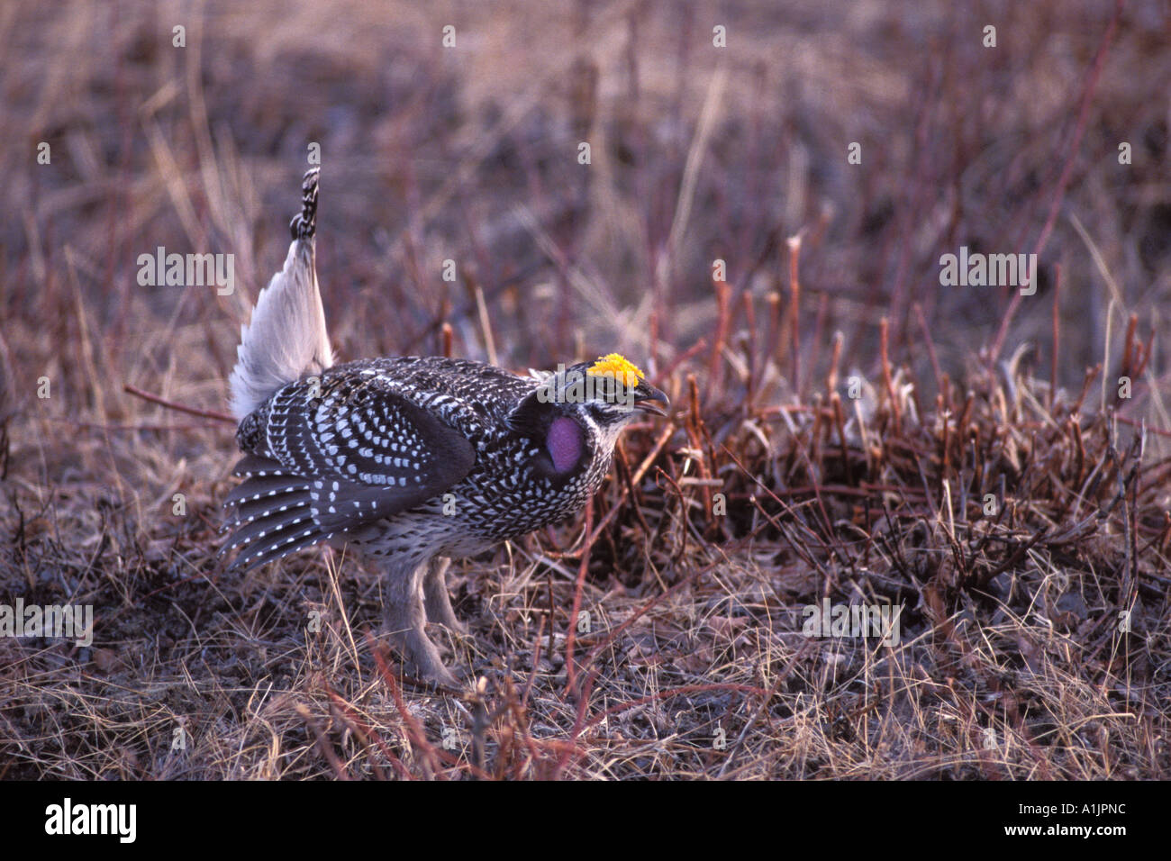 male sharp tailed grouse Tympanuchus phasianellus Tetlin National ...