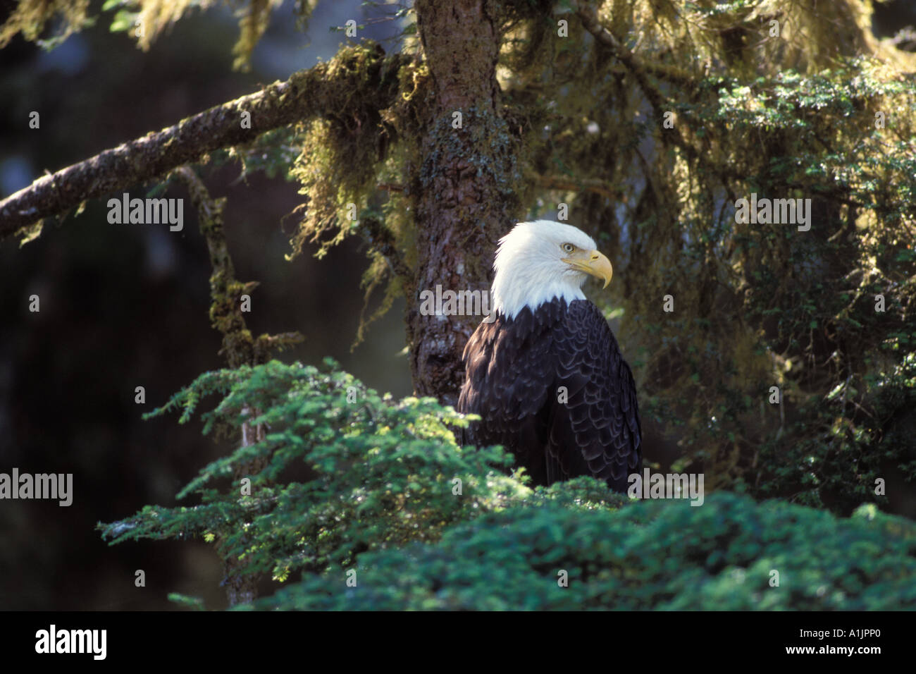 bald eagle Haliaeetus leucocephalus in the rainforest of Anan Creek ...