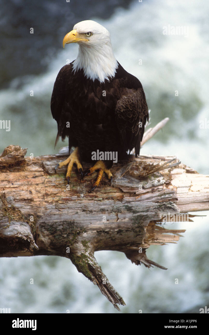 bald eagle Haliaeetus leucocephalus in the rainforest of Anan Creek ...