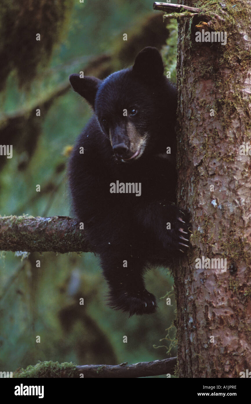 black bear Ursus americanus spring cub in a tree along Anan Creek ...