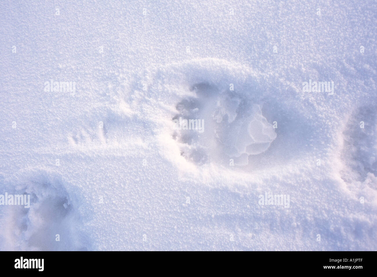 polar bear Ursus maritimus footprints on the pack ice 1002 area Arctic ...