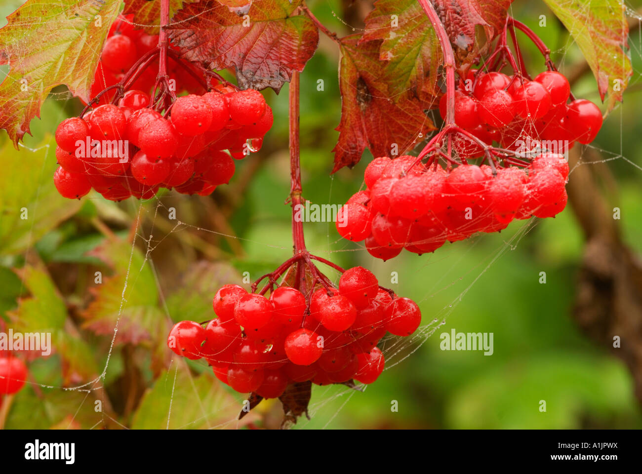Guelder Rose berries Stock Photo - Alamy